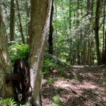 Geocache at Sweetheart Mountain – 4.22.2024 – Canton Land Conservation ...
